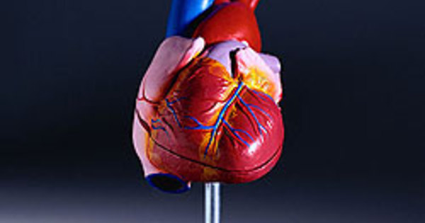 Cientistas regeneram músculos do coração com estímulo hormonal ...
