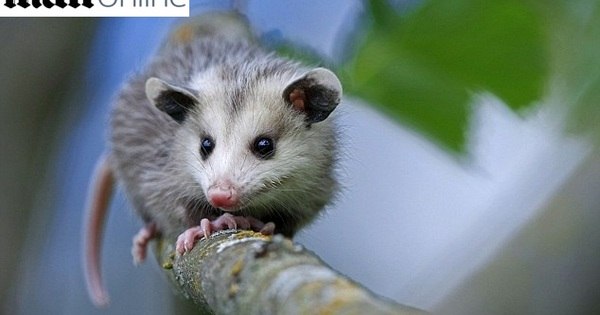 Filhote de gambá fez de tudo para salvar o irmão - Fotos - R7 Bichos