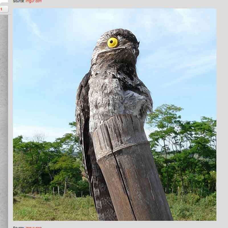 Buuuu! Conheça o urutau, o pássaro que vive sempre com cara de quem ...