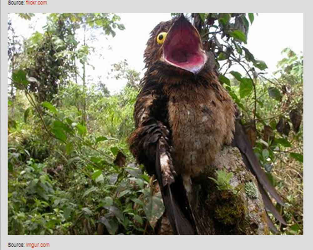 Buuuu! Conheça o urutau, o pássaro que vive sempre com cara de quem ...