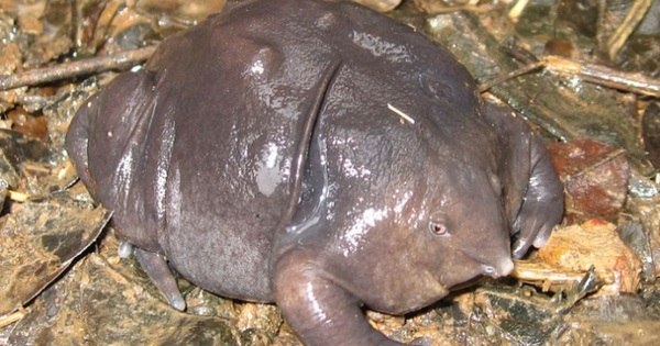 Saiba quais são os animais mais feios do mundo - Fotos - R7 Bichos