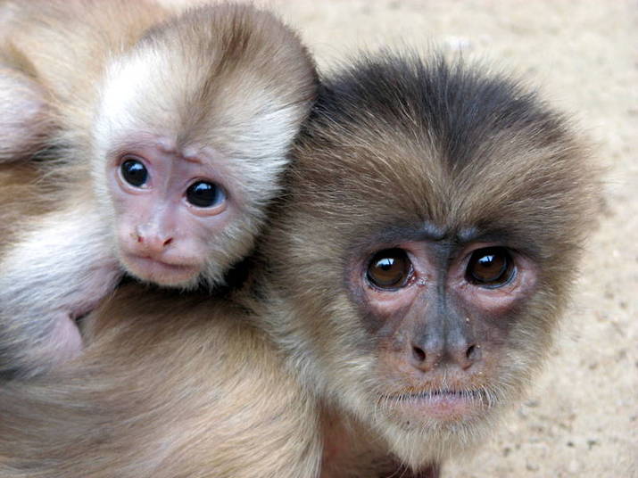 Quatro filhotes de macaco são nova atração do zoológico do Rio - Fotos ...