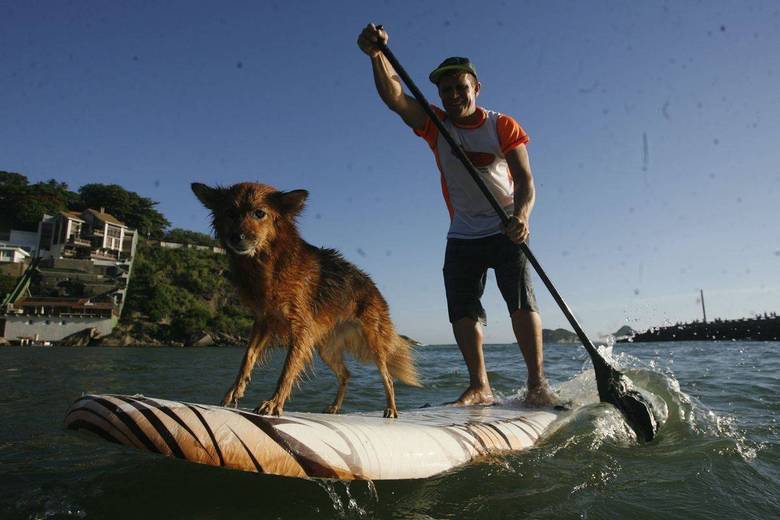 Stand up dog: Rio tem campeonato de cachorros surfistas - Fotos - R7 ...