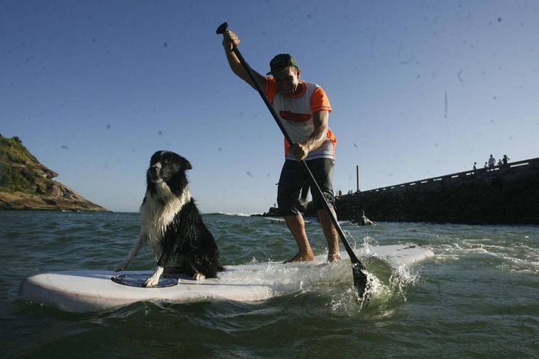 Stand up dog: Rio tem campeonato de cachorros surfistas - Fotos - R7 ...