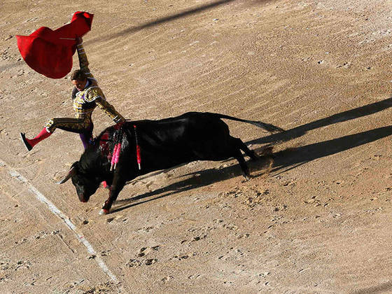 Tradição cruel: touradas na França e Espanha mostram a brutalidade da ...