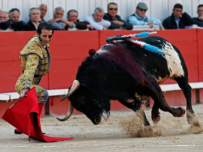 Tradição cruel: touradas na França e Espanha mostram a brutalidade da ...