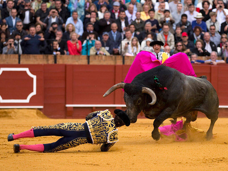 Tradição cruel: touradas na França e Espanha mostram a brutalidade da ...