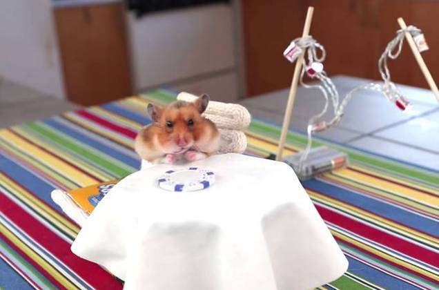 Fofura: hamster comendo burrito vira celebridade na internet - Fotos ...