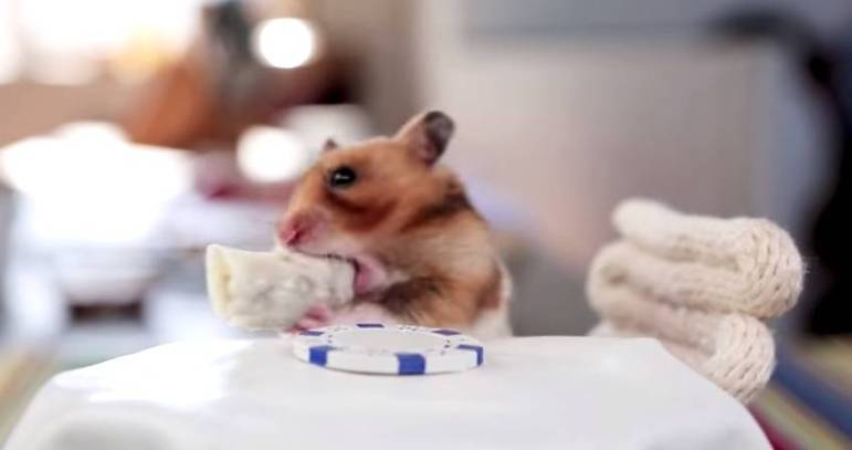 Fofura: hamster comendo burrito vira celebridade na internet - Fotos ...