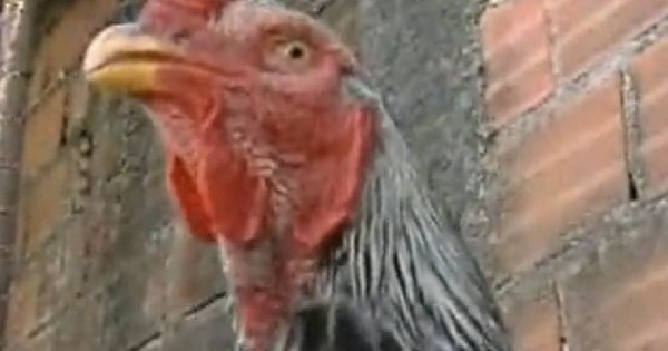Maior galo do Brasil tem mais de um metro e vive em fazenda mineira ...