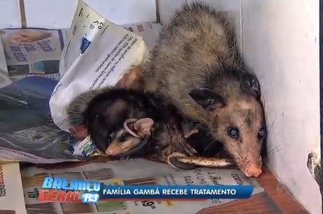 Família de gambás resgatada no Rio deve ser devolvida a natureza na ...
