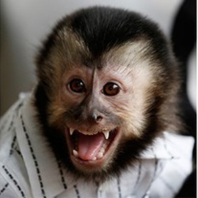 Entenda em 20 fotos por que Twelves, o macaco do Latino, tem uma vida ...