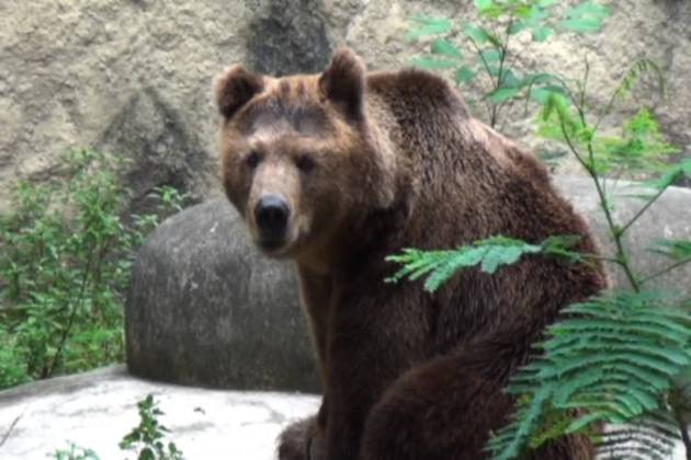 Conheça os bichos mais queridos do Zoo do Rio que comemora 70 anos ...