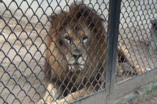 Conheça os bichos mais queridos do Zoo do Rio que comemora 70 anos ...