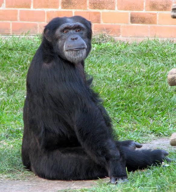 Conheça os bichos mais queridos do Zoo do Rio que comemora 70 anos ...