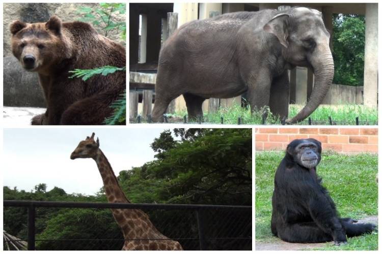 Conheça os bichos mais queridos do Zoo do Rio que comemora 70 anos ...