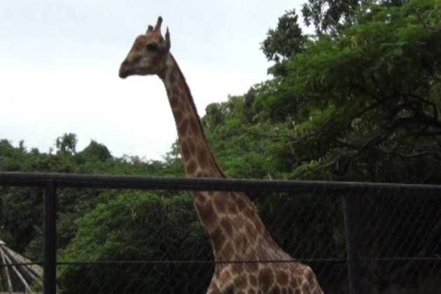 Conheça os bichos mais queridos do Zoo do Rio que comemora 70 anos ...