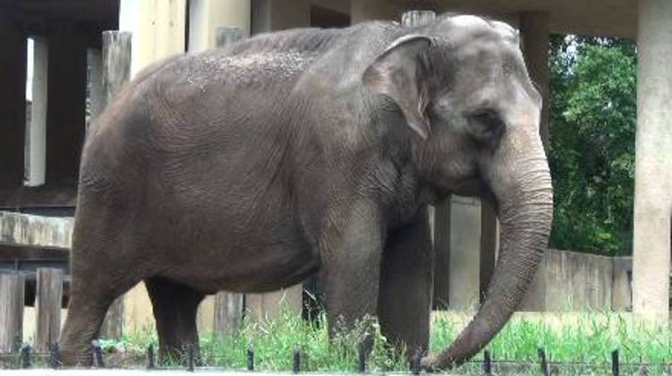 Conheça os bichos mais queridos do Zoo do Rio que comemora 70 anos ...
