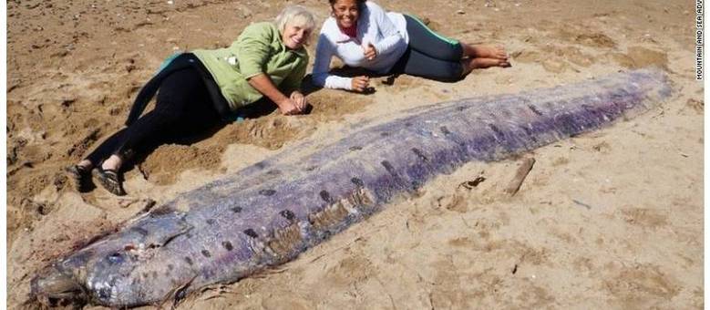 Monstro do mar: peixe gigante é encontrado em praia de Los Angeles ...