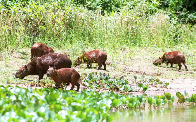 Capivara do Tietê passa febre maculosa? Entenda a doença - Fotos - R7 Saúde