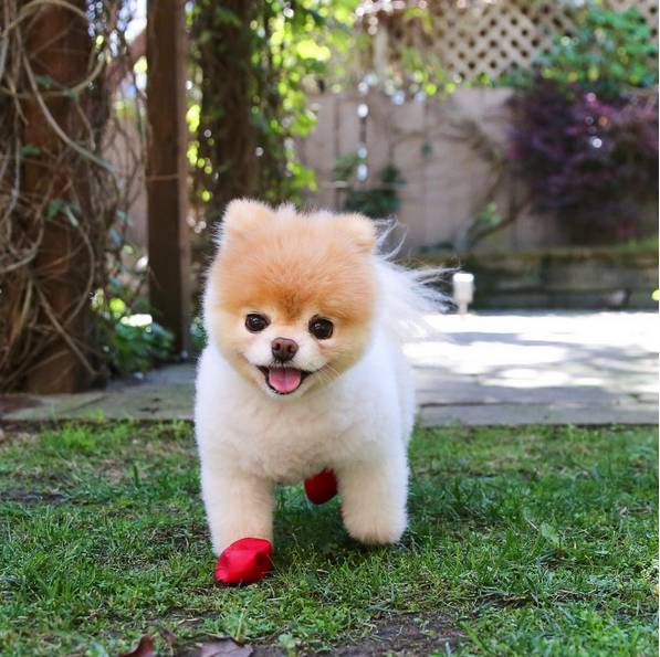 Conheça a história de Boo, o cachorro mais fofo do mundo - Fotos - R7 ...