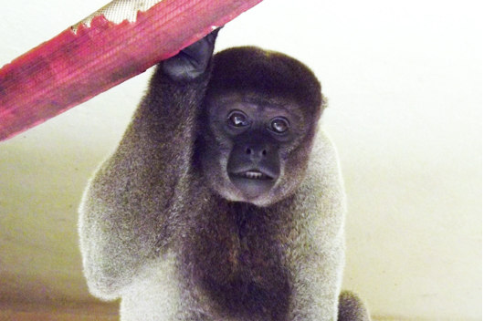 Zoológico de BH recebe grupo de nova espécie de macaco - Notícias - R7 ...