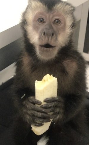 Macaco popstar de Latino conquista 100 mil seguidores no Instagram - Entretenimento - R7 Famosos ...