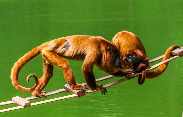 Zoológico de São Paulo transfere macacos para área protegida - Notícias ...