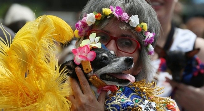 Carnaval pet: bloquinhos atraem humanos e cães pelo Brasil ...