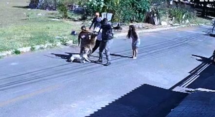 Cão foge e ataca cachorro que passeava com a família, no DF; veja vídeo - Notícias - R7 Brasília
