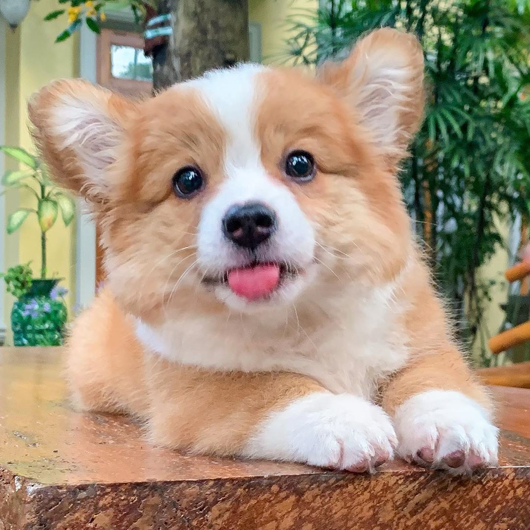 Esta cachorrinha da raça corgi é a coisa mais fofa que você verá hoje ...
