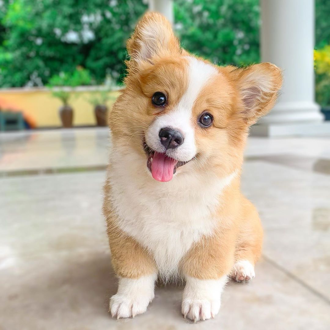 Esta cachorrinha da raça corgi é a coisa mais fofa que você verá hoje ...