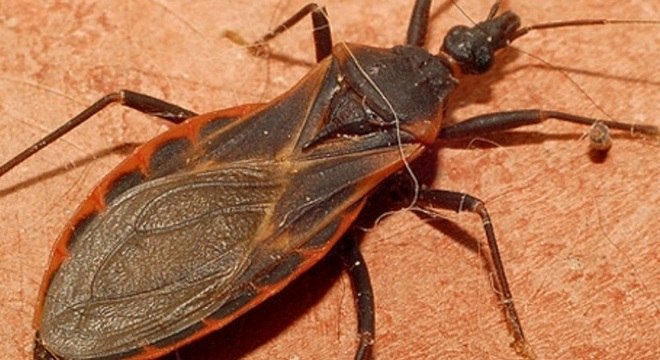 Estudo reduz tempo de uso de remédio contra doença de Chagas - Notícias ...