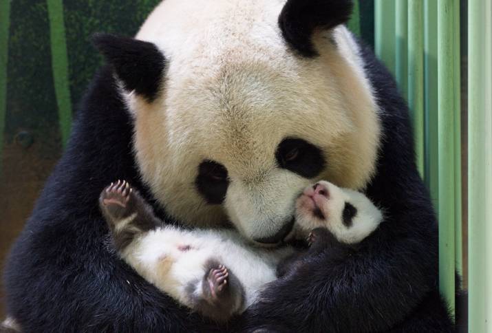 Com 2 meses, filhotes gêmeos de panda esbanjam fofura e carisma - Fotos ...