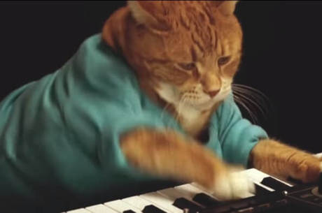 Bento, o “Keyboard Cat”, morre aos nove anos de idade - Música - R7 ...