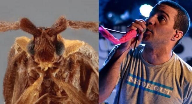 Rodrigo Lima (Dead Fish) é homenageado em nome de nova espécie de ...