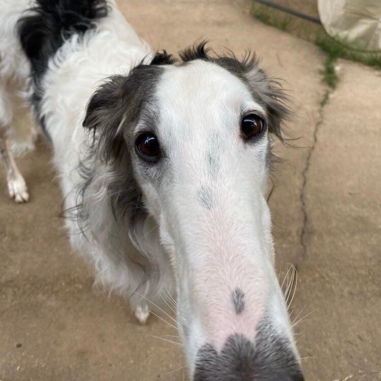 Cachorros da raça borzoi são a nova sensação da internet - Fotos - R7 ...
