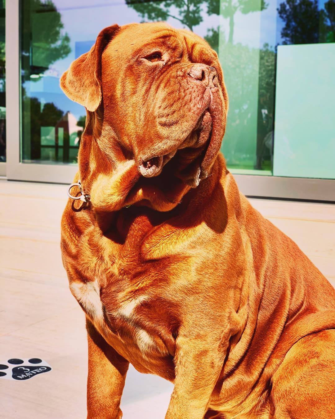 Família Messi adota cachorro e posta foto do mascote nas redes - Fotos ...