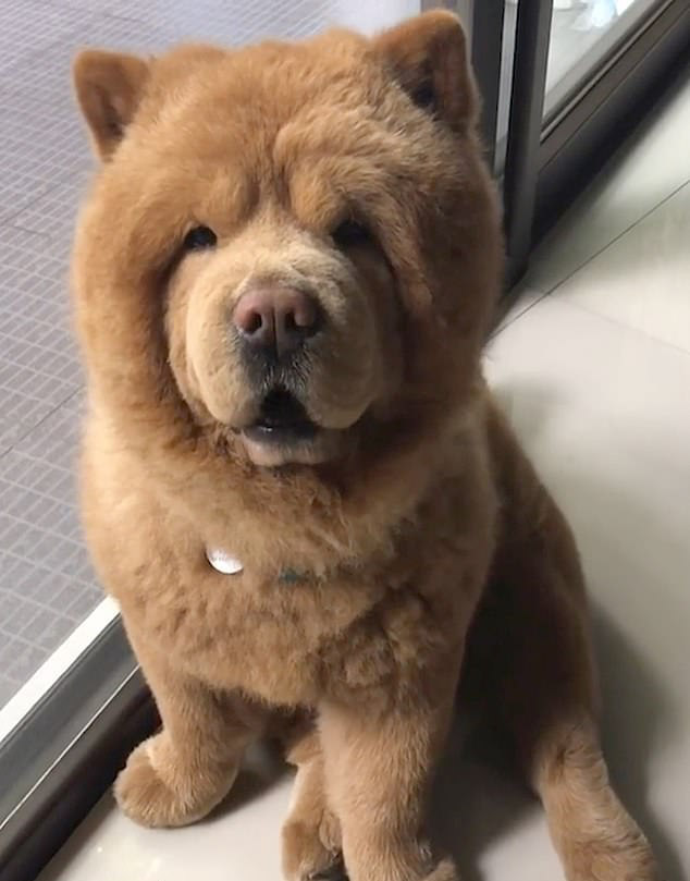 Cachorro ou urso? Conheça o fofo que conquistou 430 mil seguidores ...