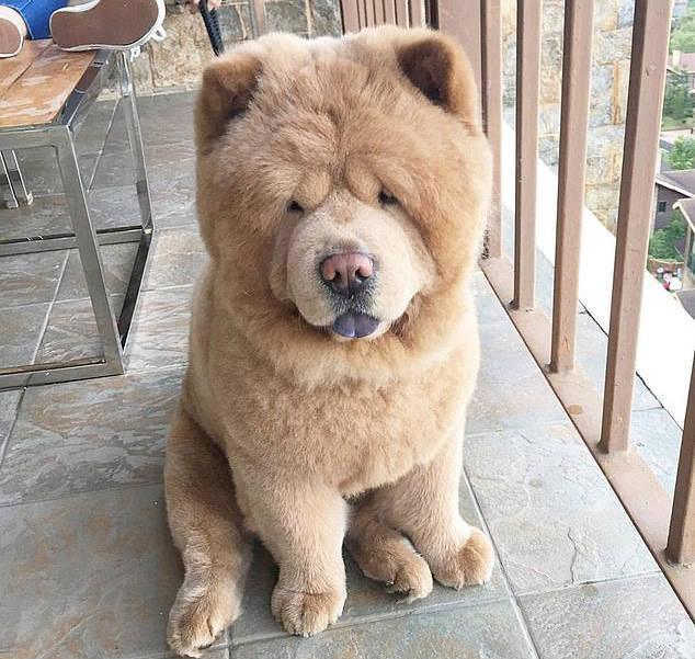 Cachorro ou urso? Conheça o fofo que conquistou 430 mil seguidores ...
