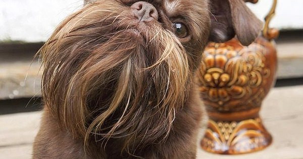 Cachorro barbudo faz sucesso na internet como 'Cão Hipster' - Fotos ...