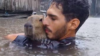 Influenciador não pode mais publicar vídeos da capivara Filó e diz que ...