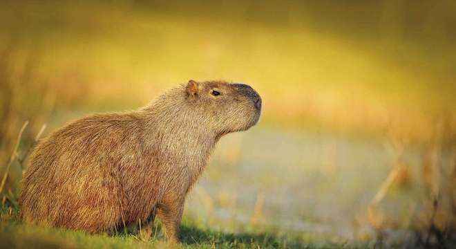 Capivara – Características, habitat, reprodução e curiosidades | Sozed