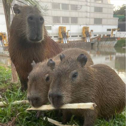 Judith e Wolverine: veja nomes das capivaras monitoradas por ONG no rio Pinheiros, em SP - Fotos ...