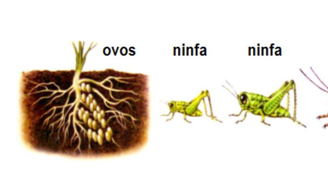 Metamorfose, o que é? Tipos e como ela acontece em diferentes animais