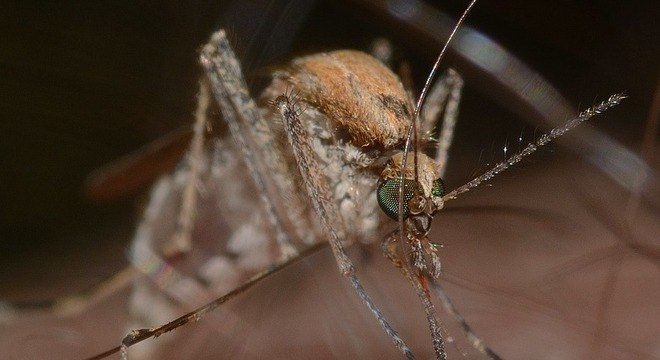 Pernilongos de SP ficam 'bombados', resistentes e até sobem de elevador ...
