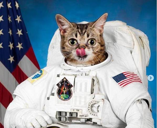 Gatos do Instagram! Conheça os felinos mais famosos da internet - Fotos ...