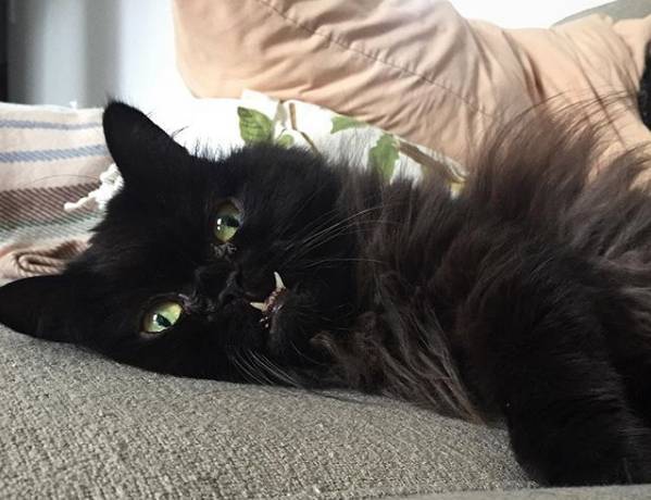 Gatos do Instagram! Conheça os felinos mais famosos da internet - Fotos ...