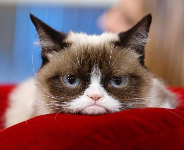 Gatos do Instagram! Conheça os felinos mais famosos da internet - Fotos ...