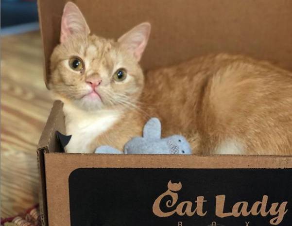 Gatos do Instagram! Conheça os felinos mais famosos da internet - Fotos ...